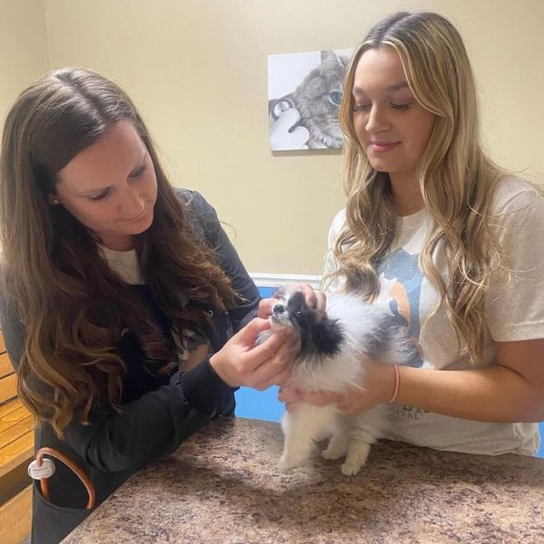 Vonore, TN Veterinary Jobs | Tellico Bay Animal Hospital